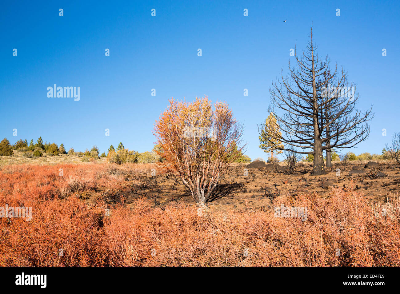 Foscheck hi-res stock photography and images - Alamy