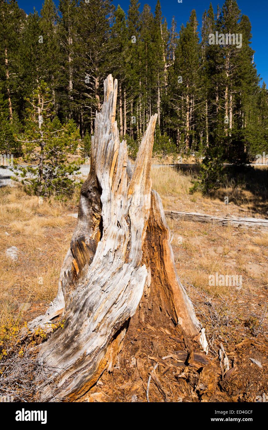 Prometheus Tree Stump