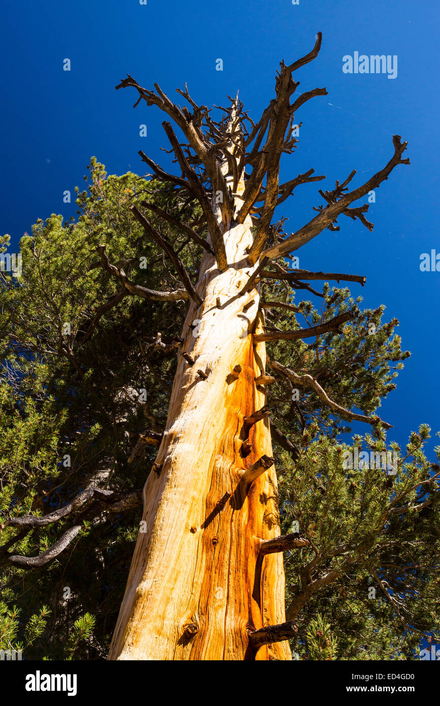 Dead dried up tree in forest hi-res stock photography and images - Alamy