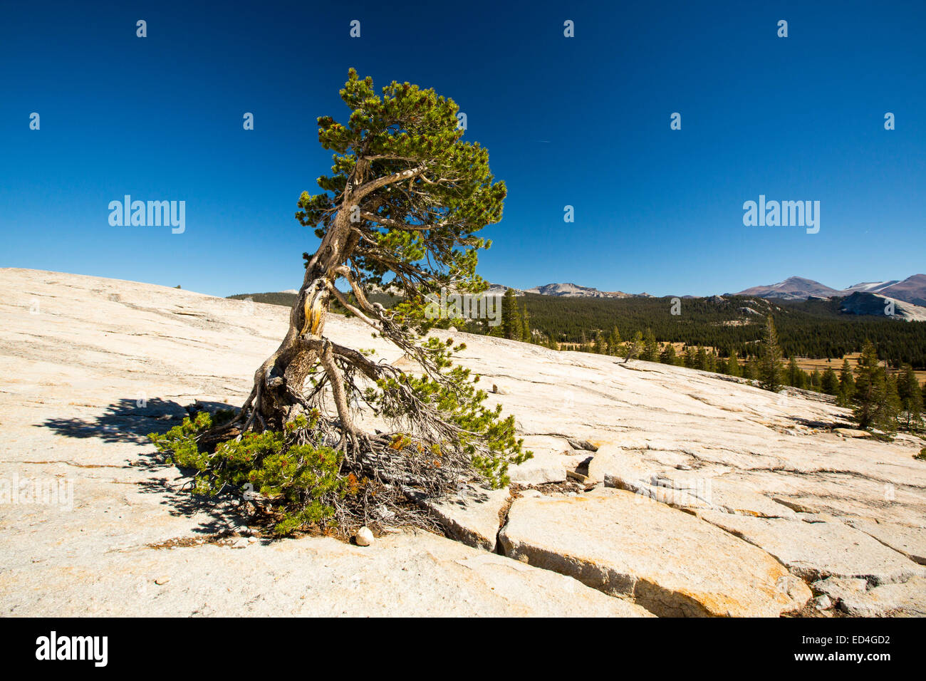 A granite dome in Yosemite National Park, California, USA Stock Photo ...
