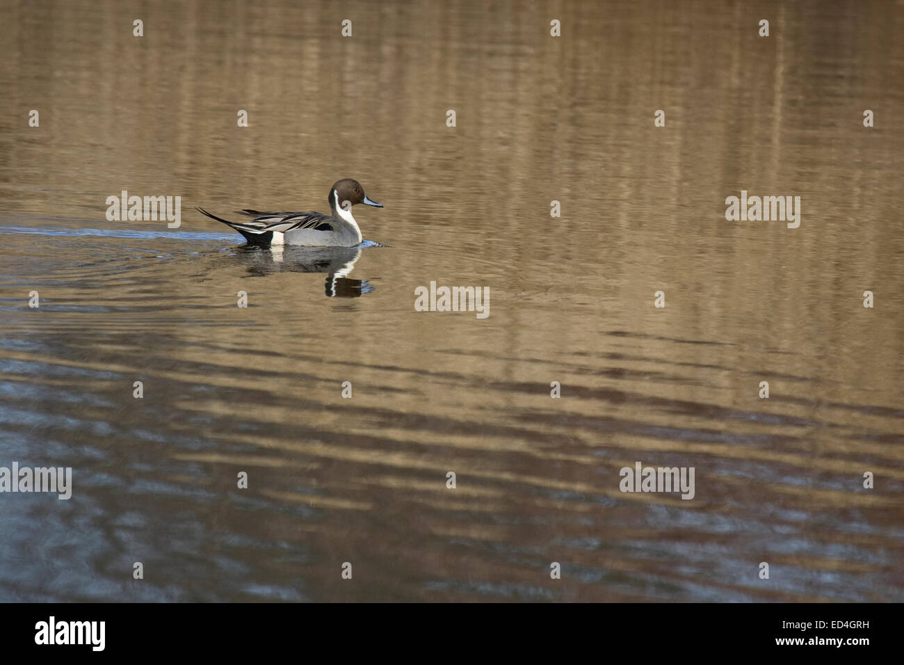 The pacific pintail hi-res stock photography and images - Alamy