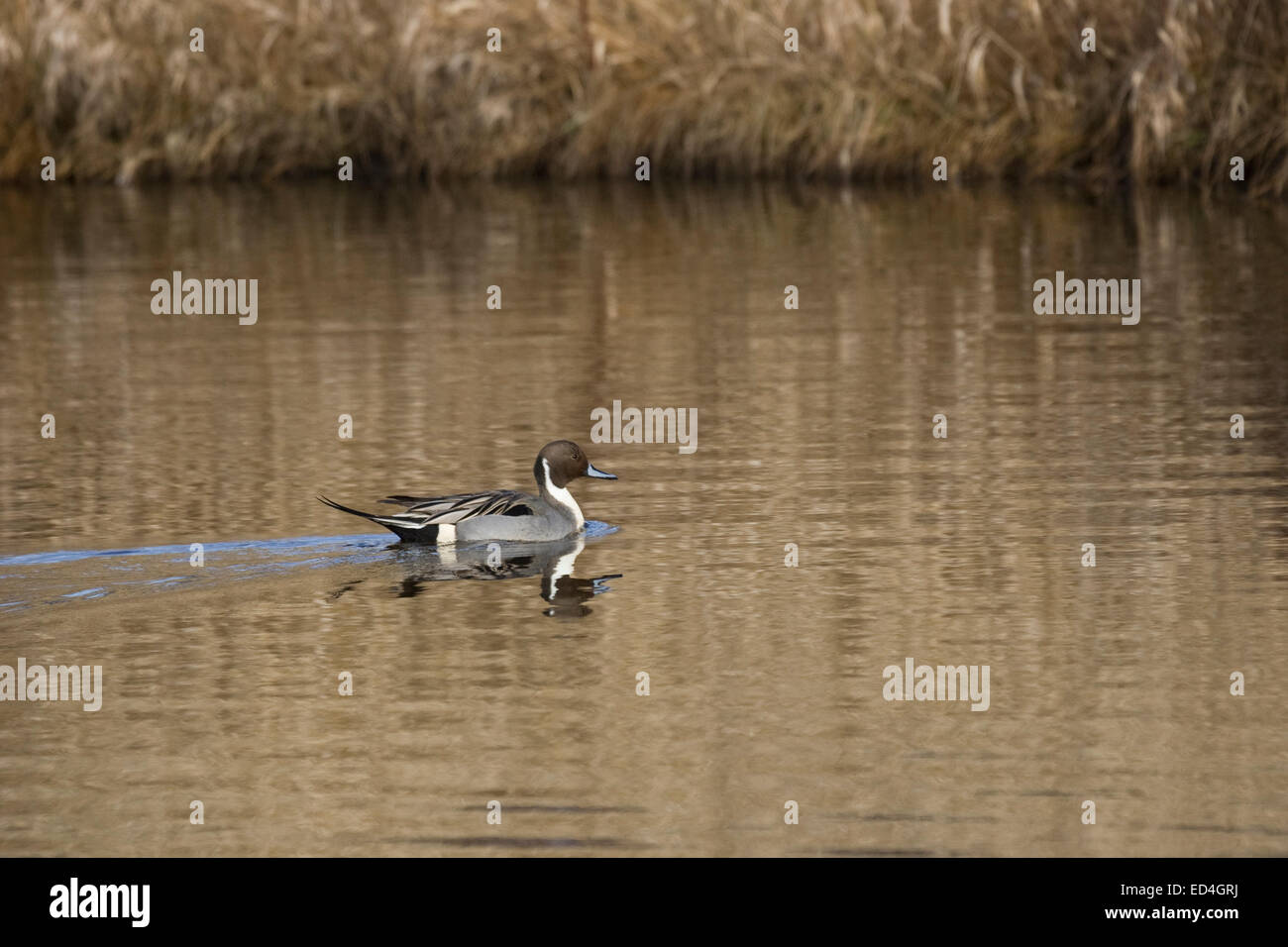 Reifel migratory bird sanctuary hi-res stock photography and images - Alamy