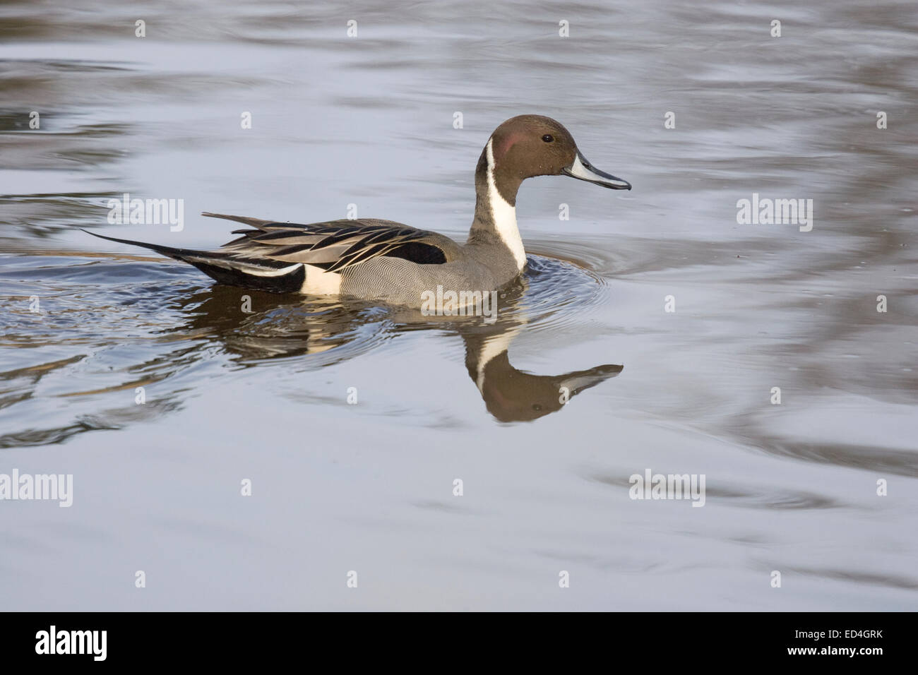 Northern Pintail Swimming, Reifel Migratory Bird Sanctuary Stock Photo ...