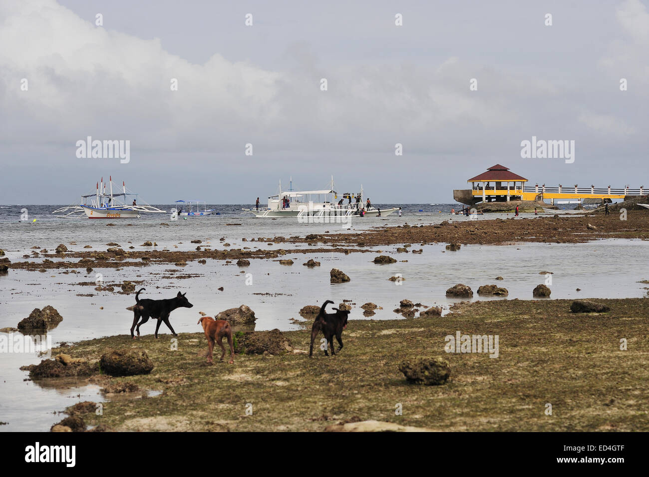 Moalboal Scuba Diving trips from Panagsama Beach Resort Philippines ...