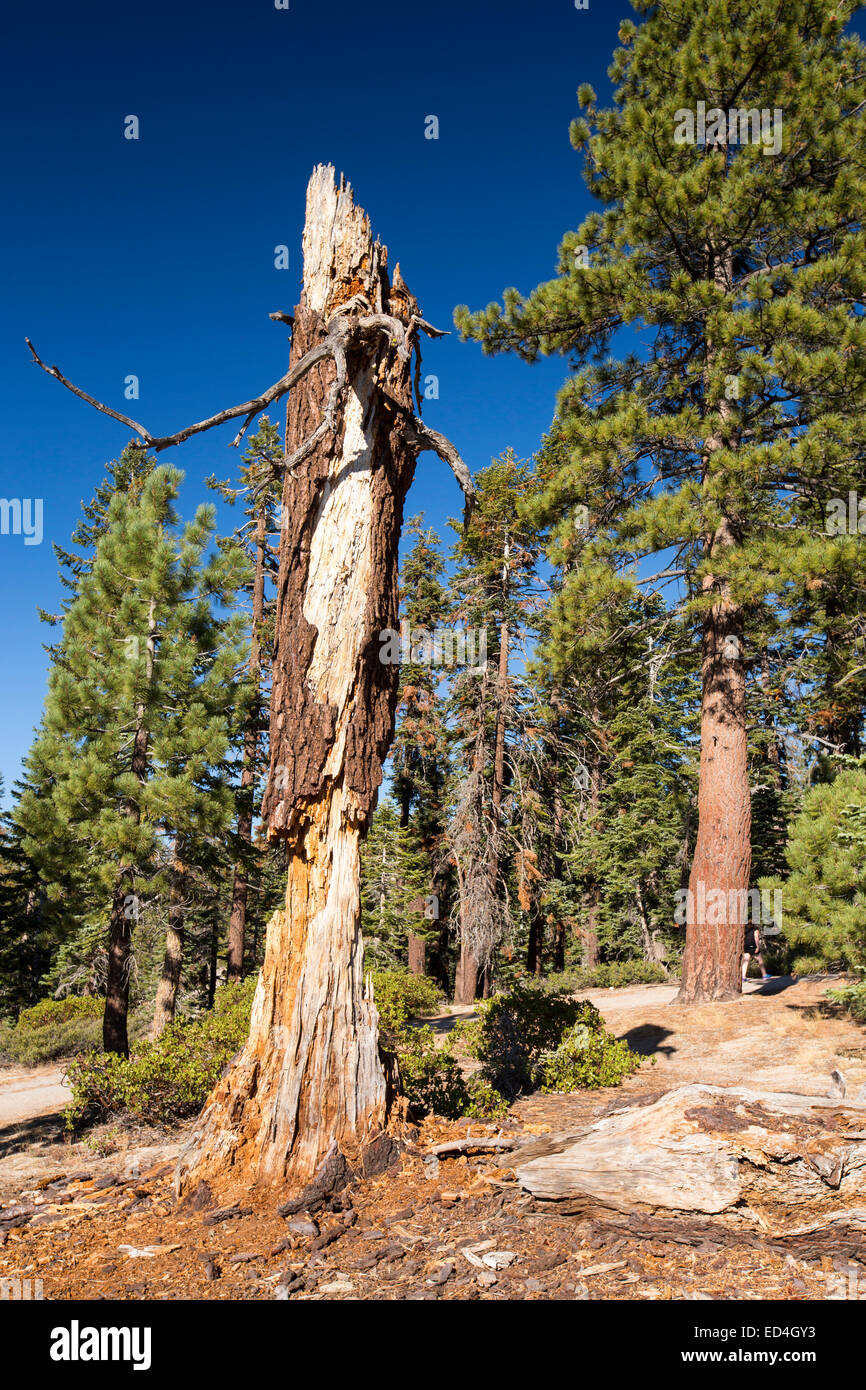 A decaying tree stump in a dried up meadow in Yosemite National Park ...
