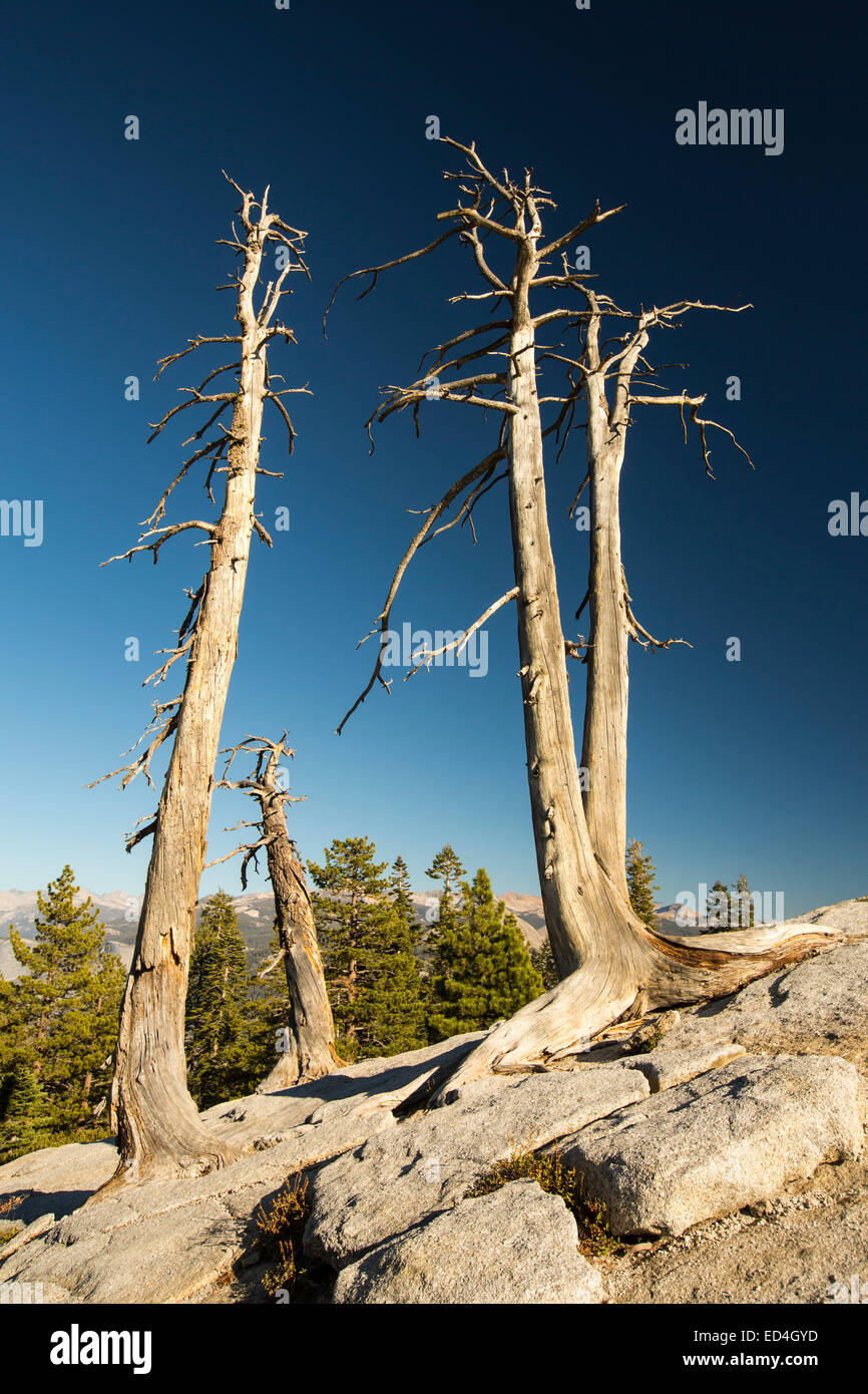 Dead trees on Sentinel Dome in Yosemite National Park, California, USA ...
