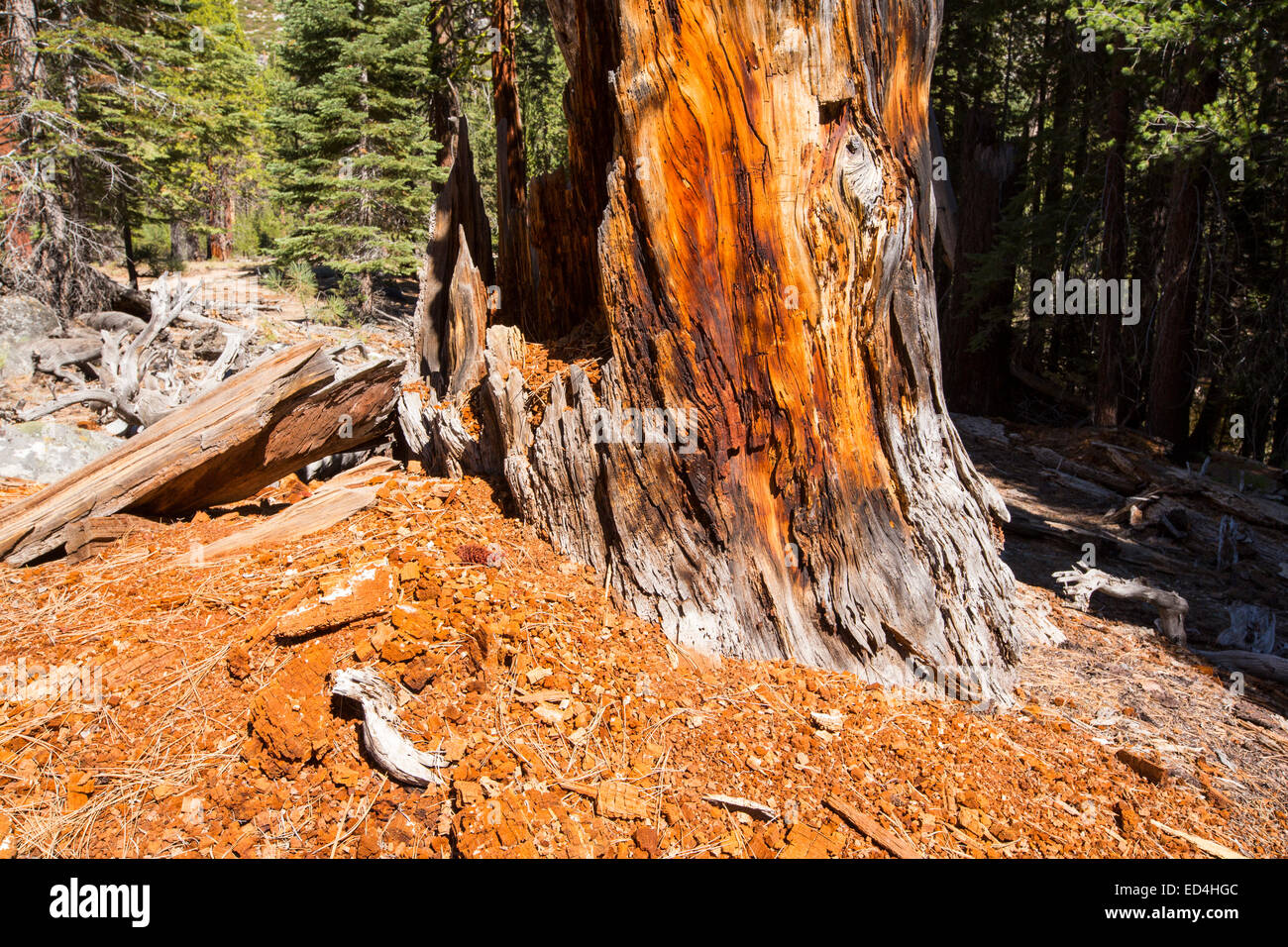 A dead tree in the Little Yosemite Valley, Yosemite National Park ...