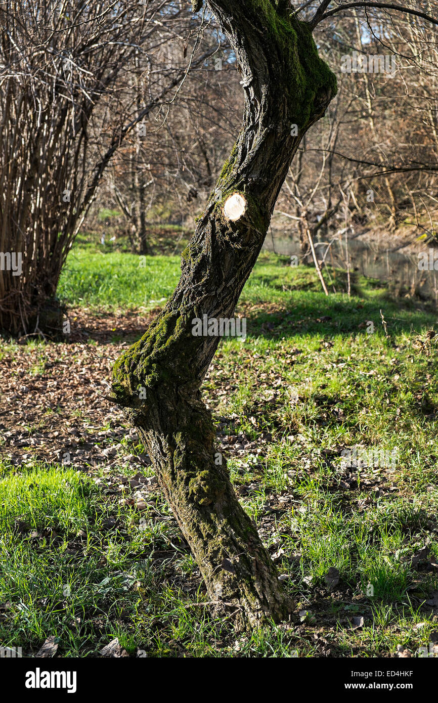 cut the branches Stock Photo - Alamy