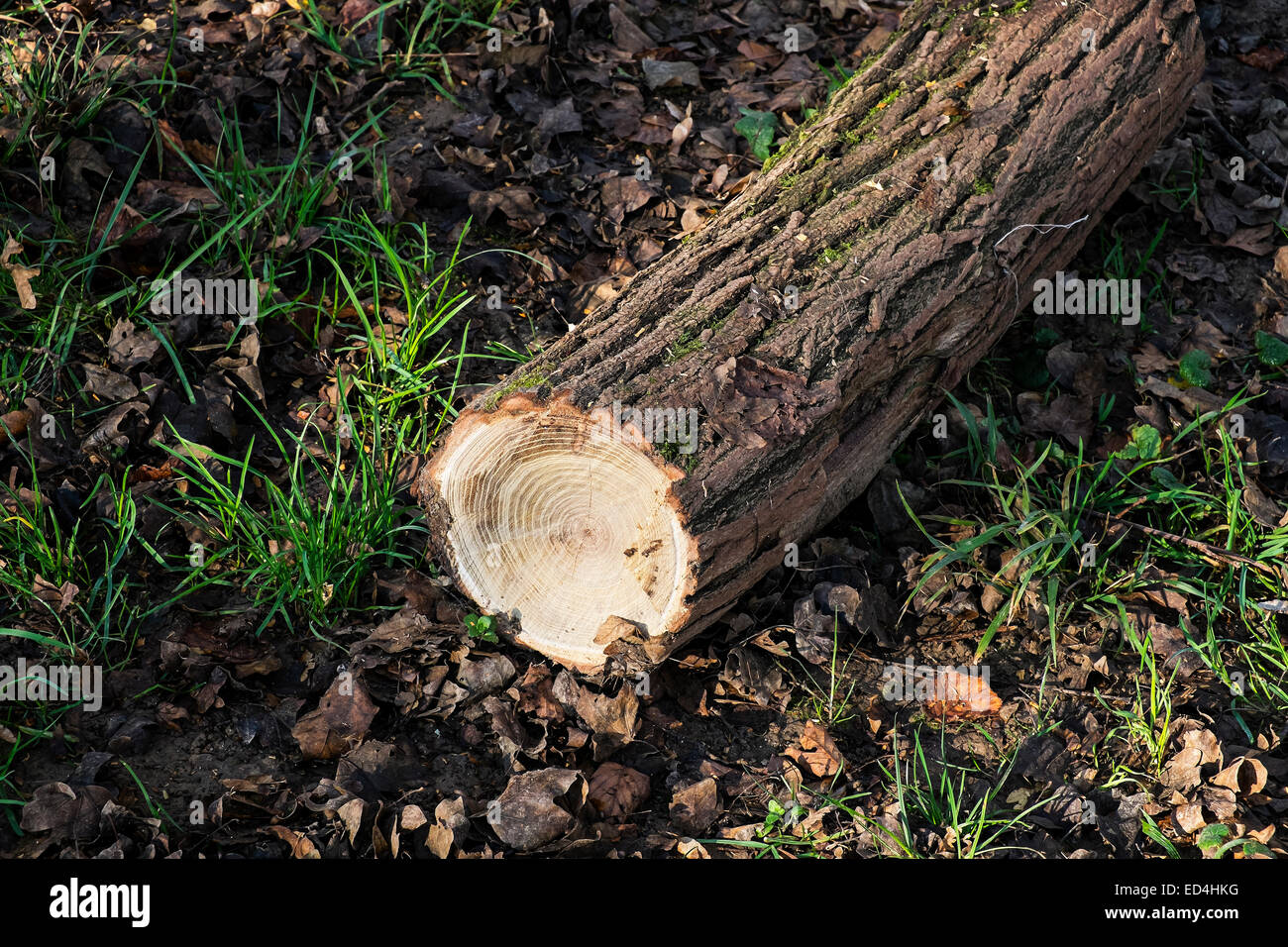 Cut branch hi-res stock photography and images - Alamy