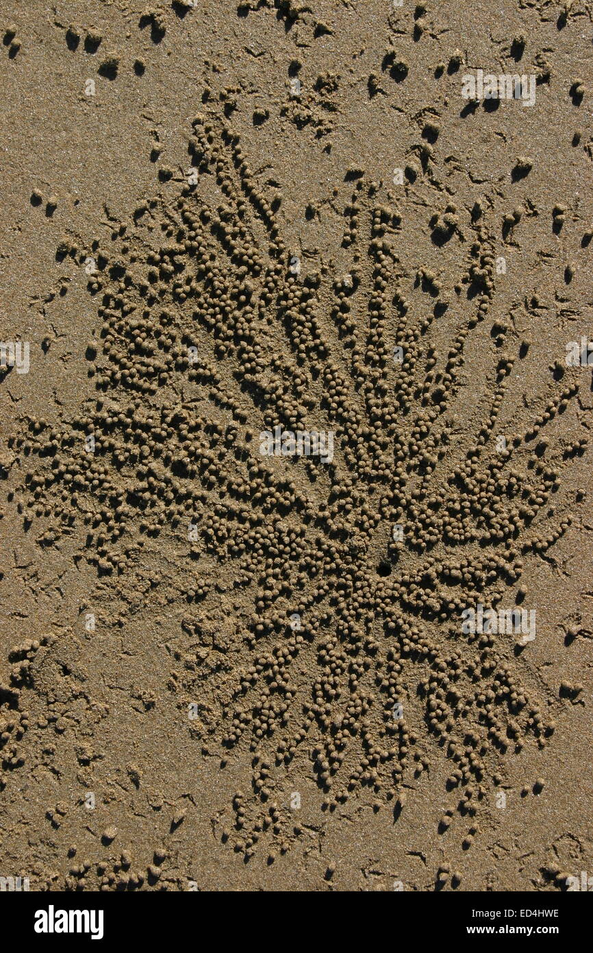 Patterns created in sand by small crabs at Conway Beach, Queensland ...
