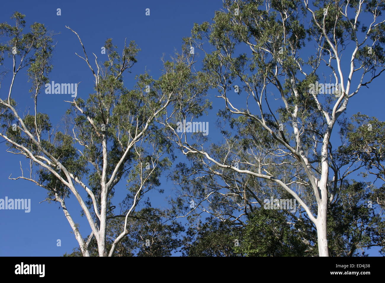 Ghost gum tree hi-res stock photography and images - Alamy
