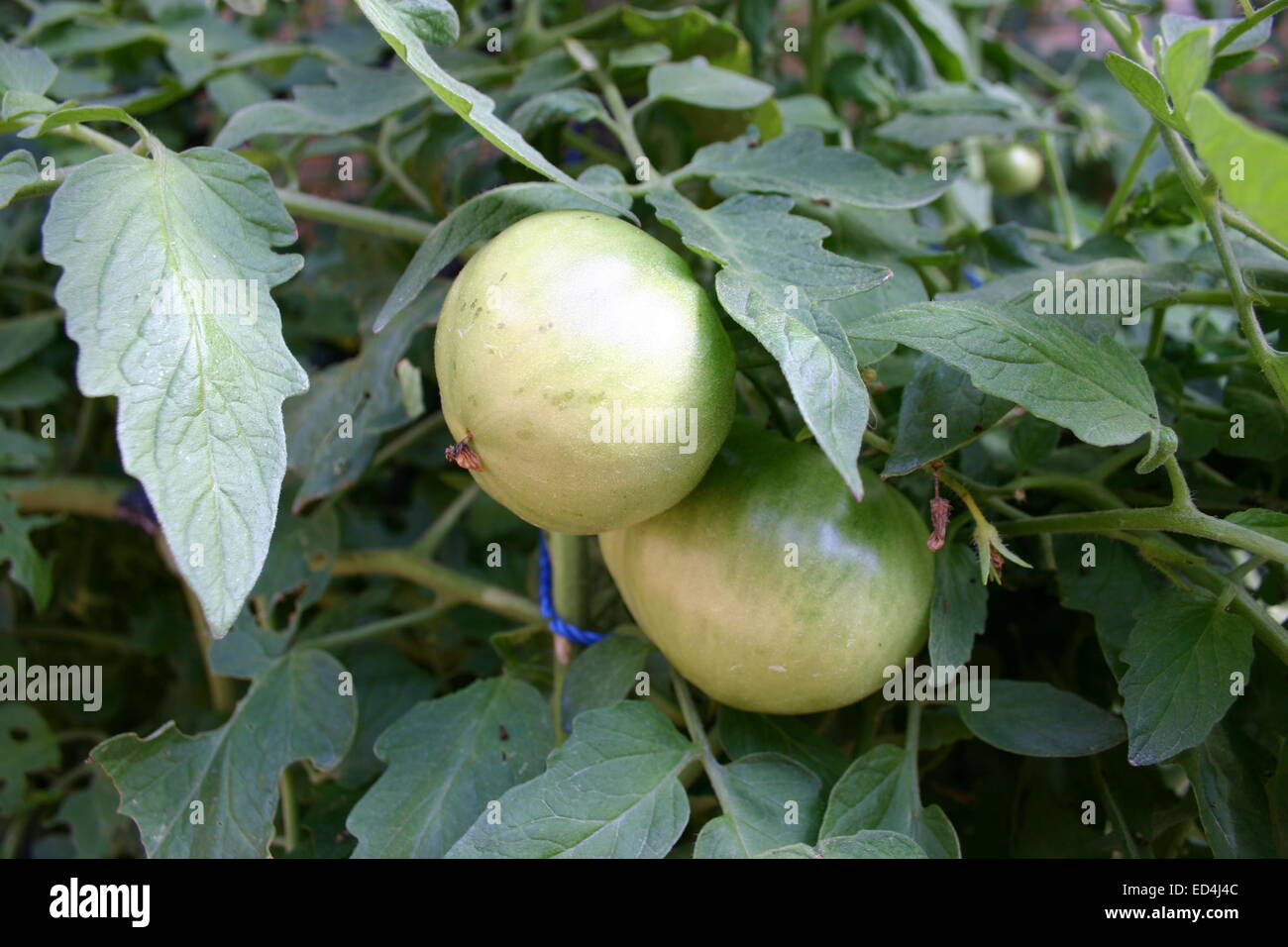 Green tomatoes on bush hi-res stock photography and images - Alamy