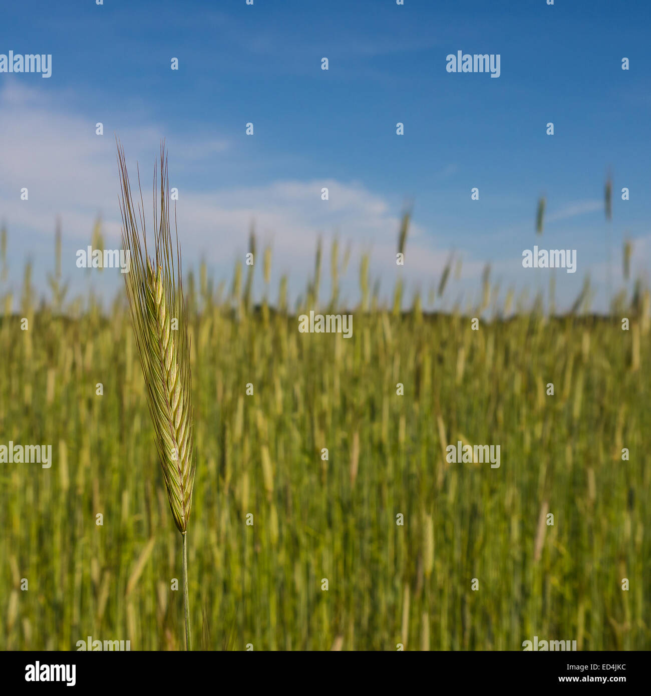 an ear of barley and sky in early summer Stock Photo - Alamy