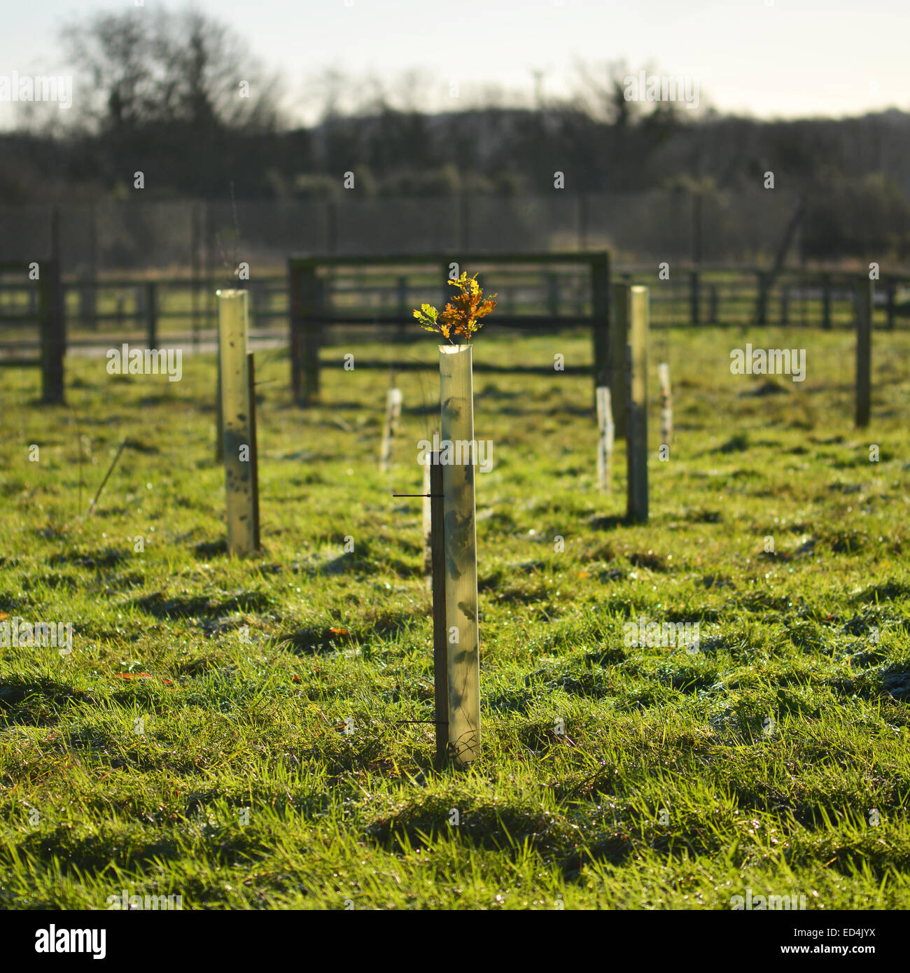 Beech tree saplings hi-res stock photography and images - Alamy