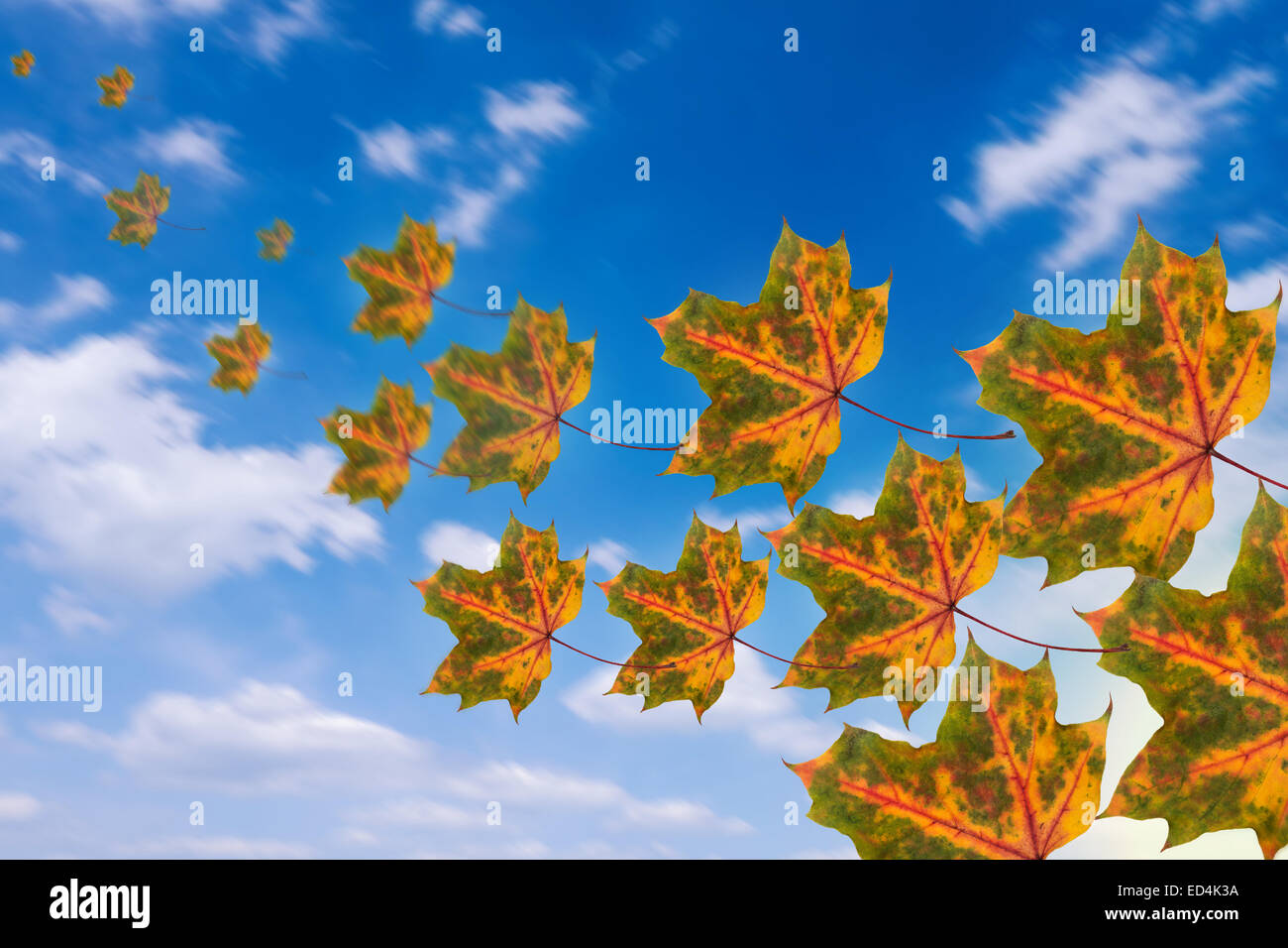 Flying leaves hi-res stock photography and images - Alamy