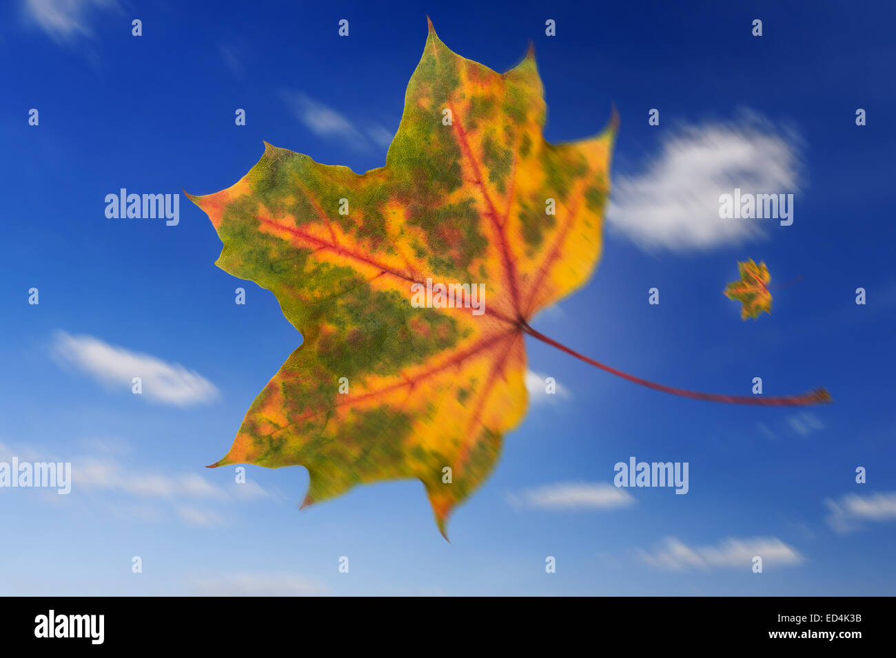 Flying leaf hi-res stock photography and images - Alamy