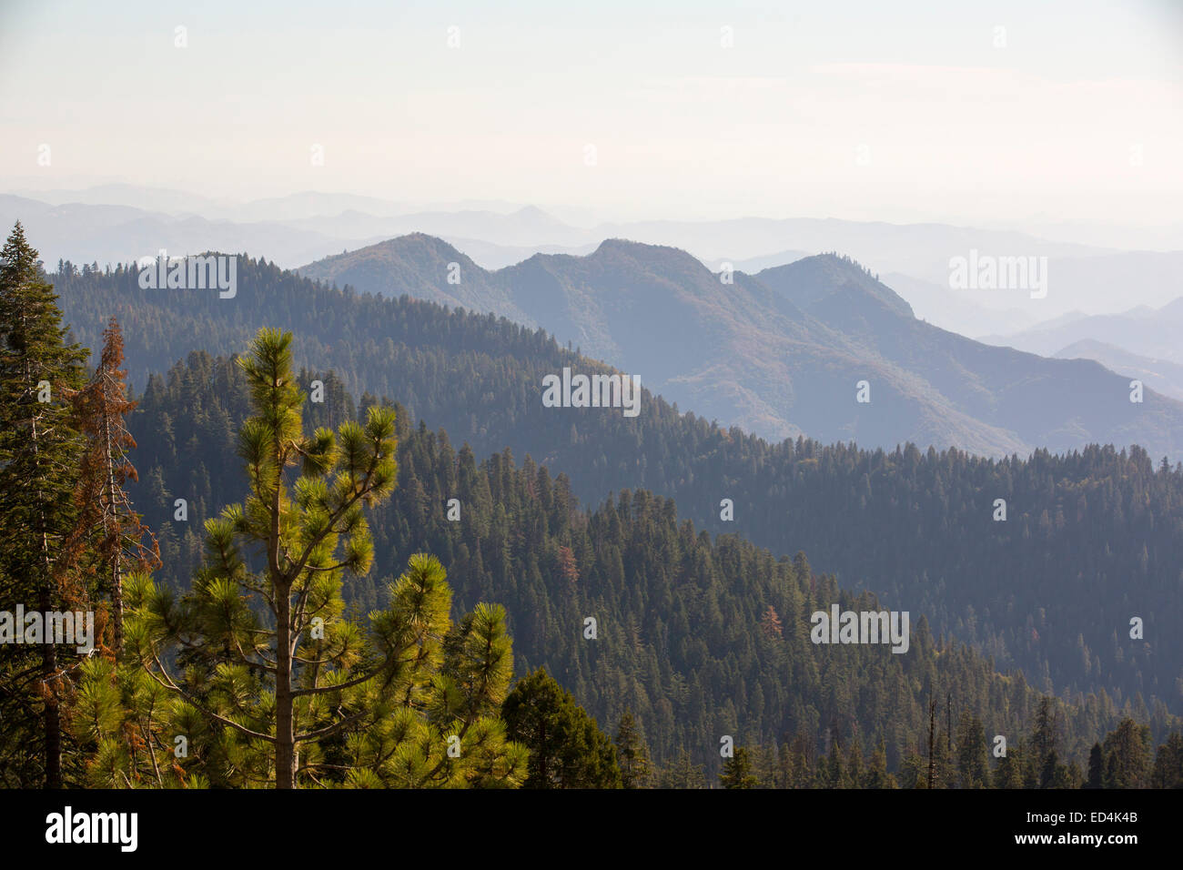 Woodland slopes hi-res stock photography and images - Alamy