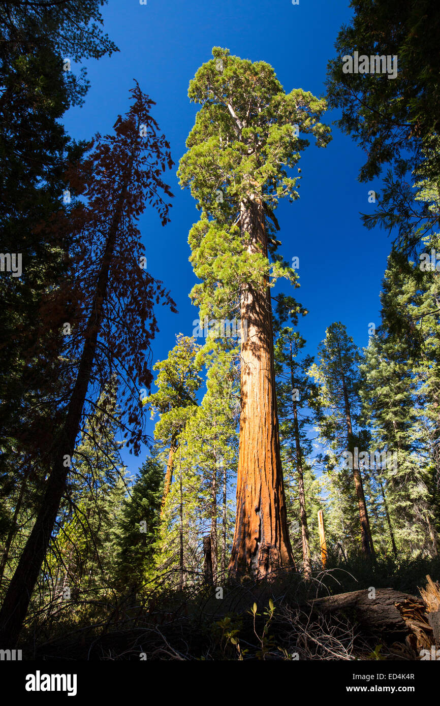 Giant Redwood, or Sequoia, Sequoiadendron giganteum, in Sequoia ...