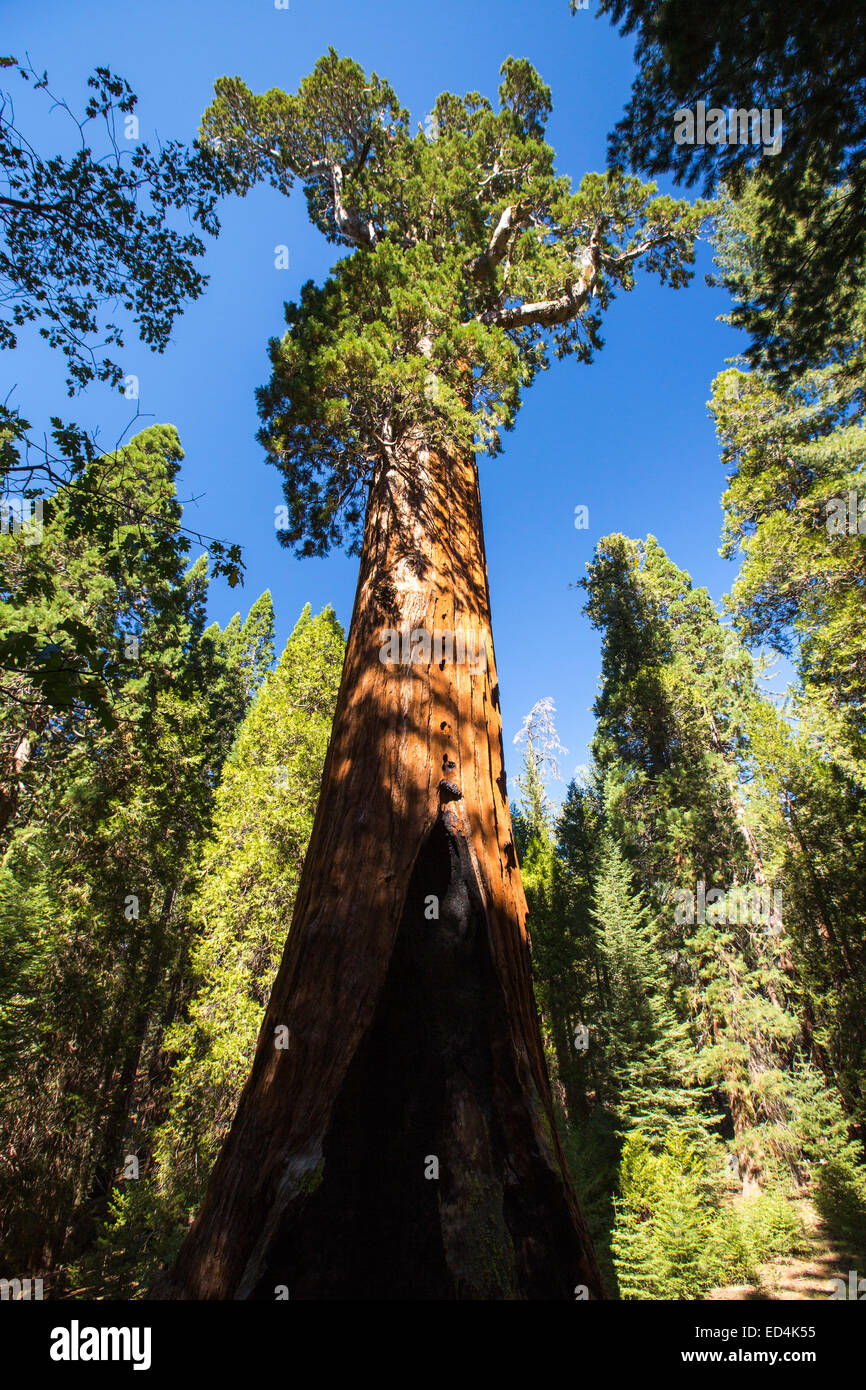 Giant Redwood, or Sequoia, Sequoiadendron giganteum, in Sequoia ...