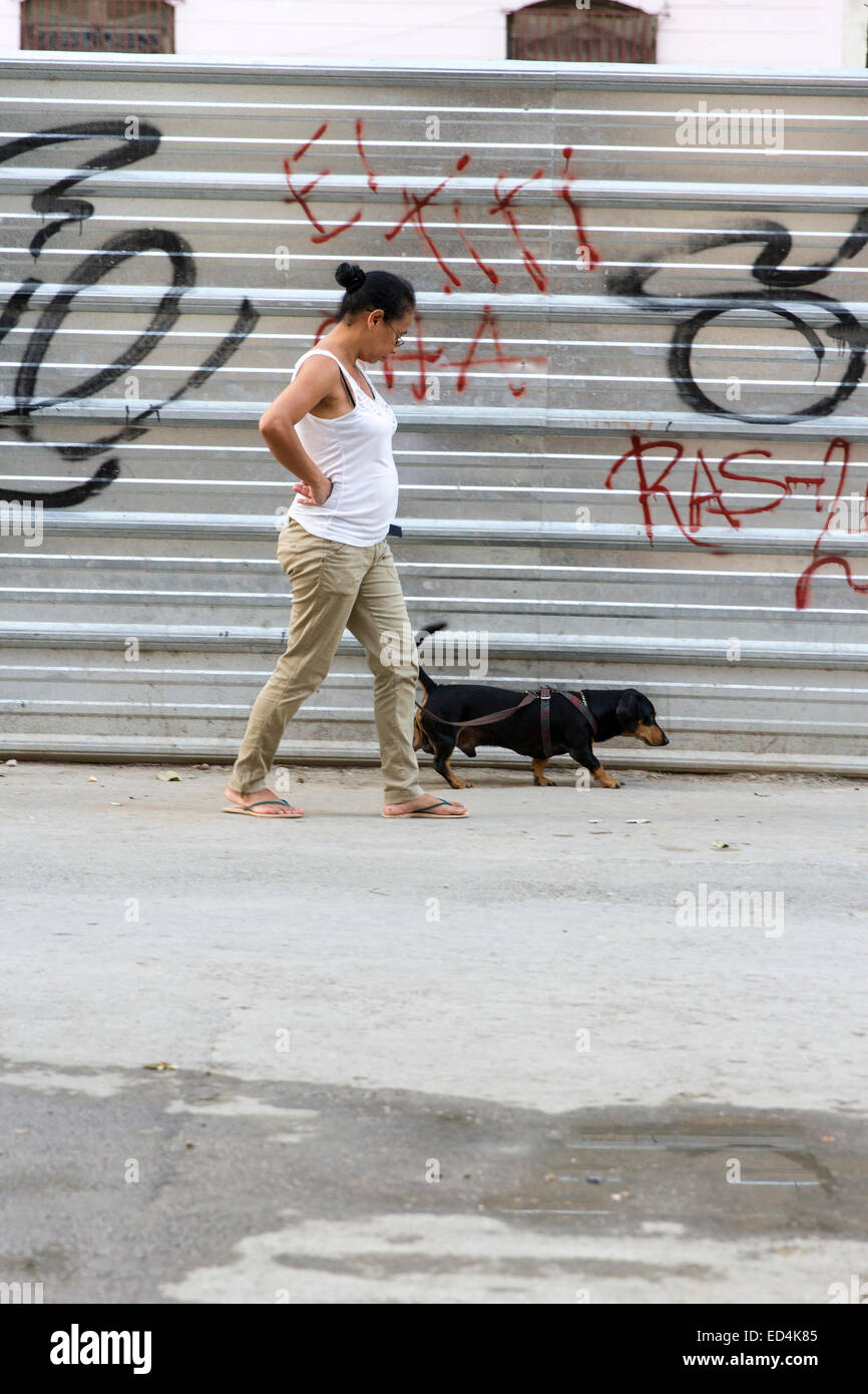 Cubano dog hi-res stock photography and images - Alamy