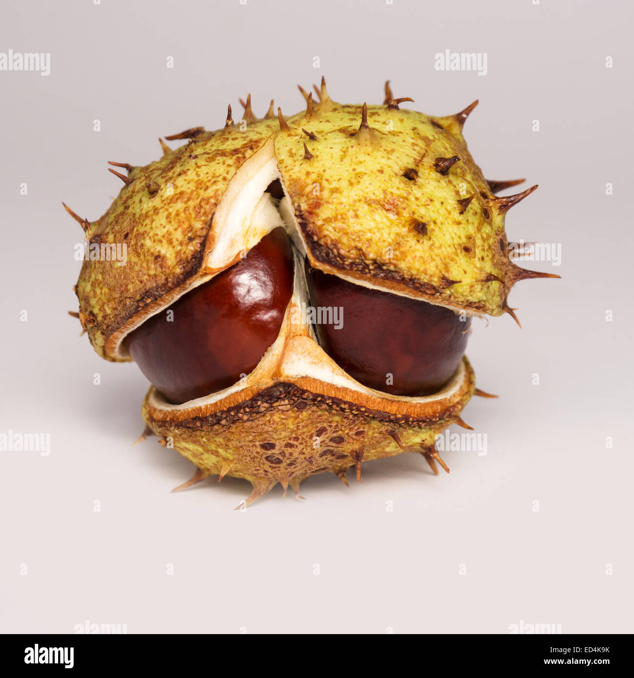 Chestnut in case hi-res stock photography and images - Alamy