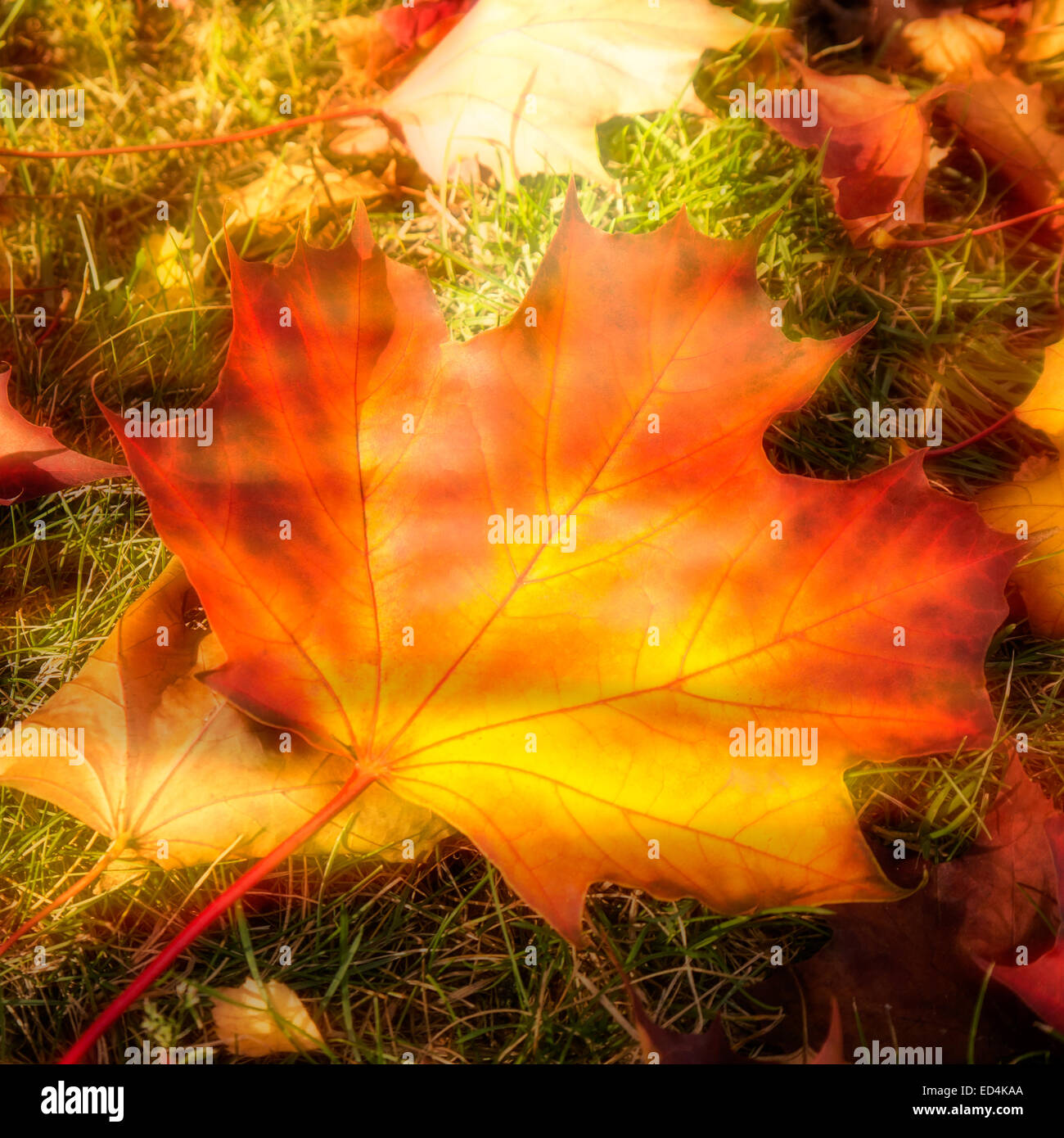 Maple leaf effect hi-res stock photography and images - Alamy