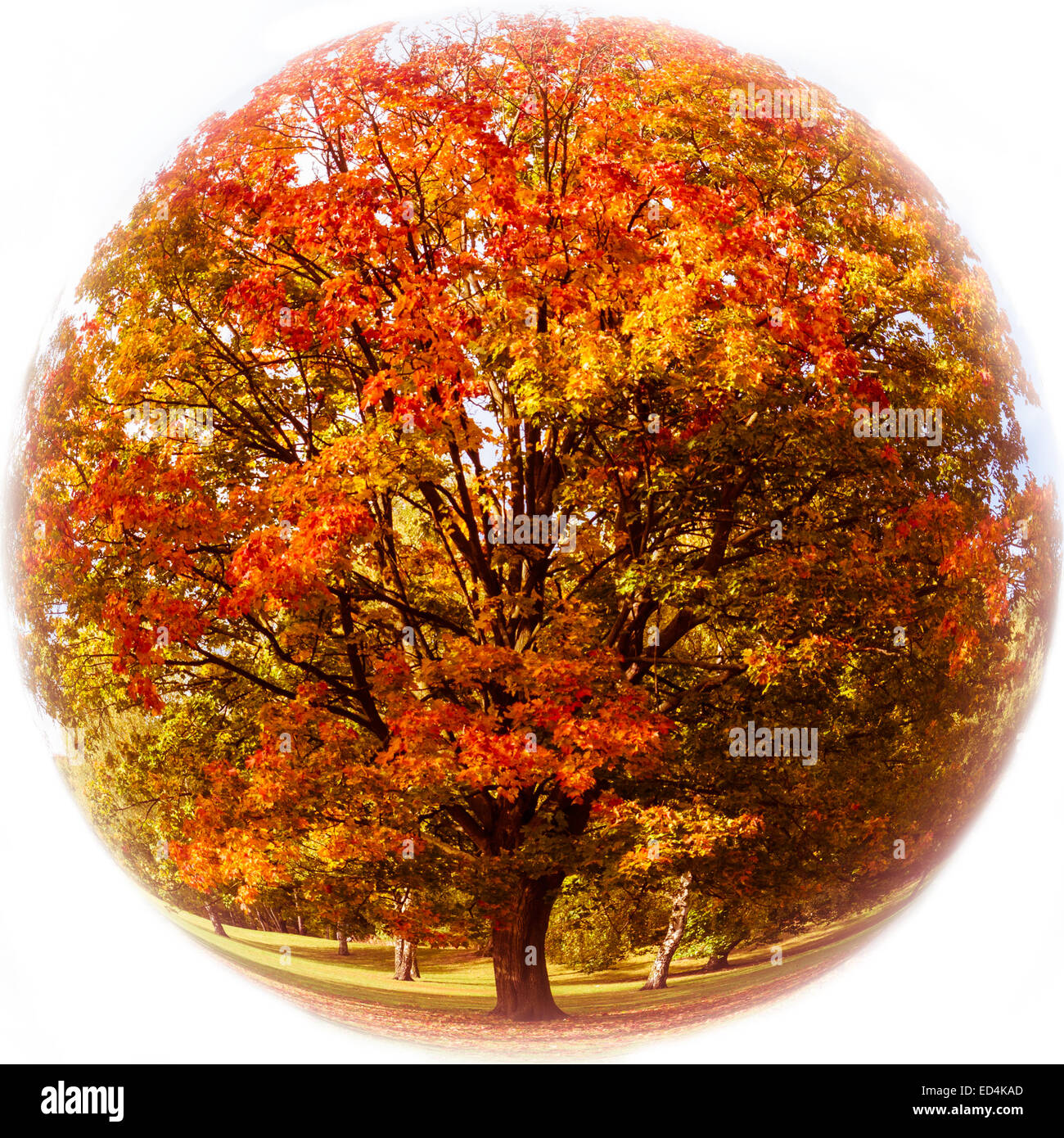 maple tree in a ball in autumn Stock Photo - Alamy