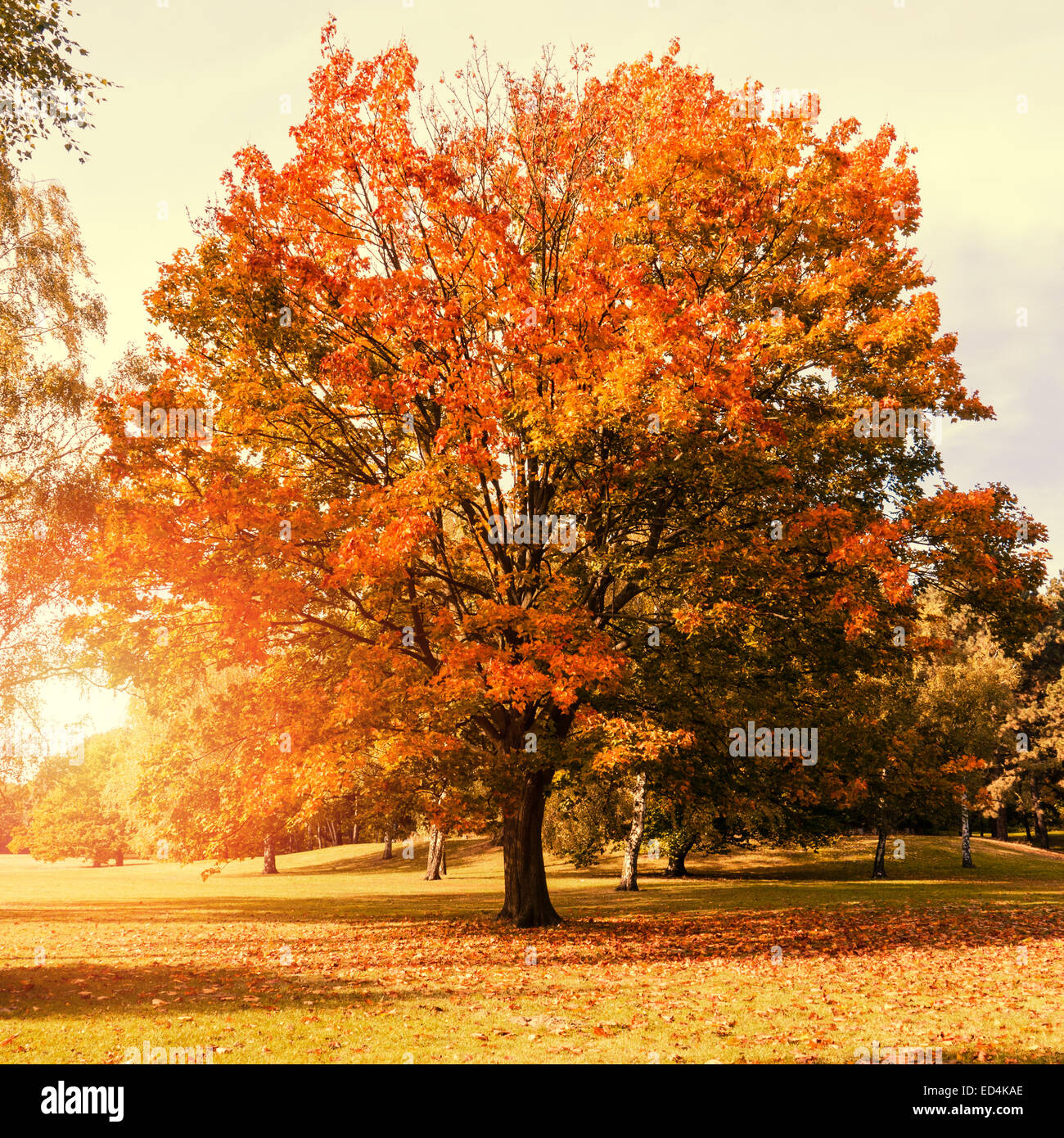 maple tree in autumn with sunlight (orange color Stock Photo - Alamy