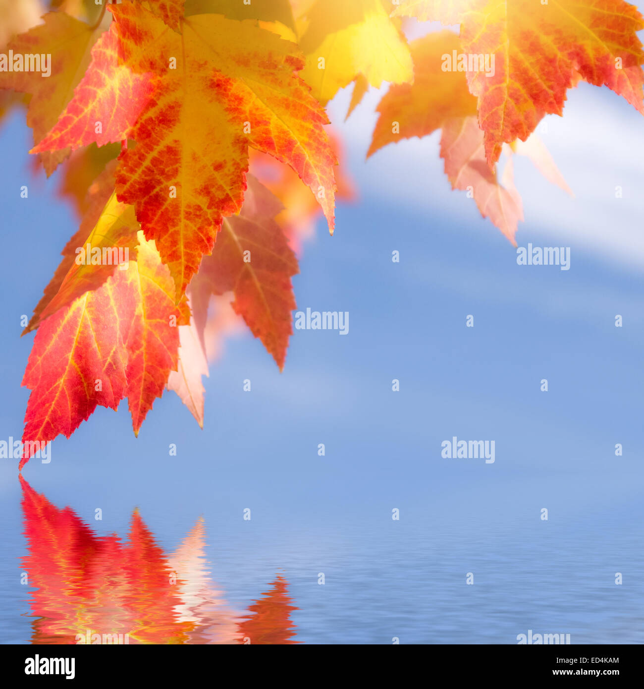 autumn leaves and water mirror with sunlight Stock Photo - Alamy