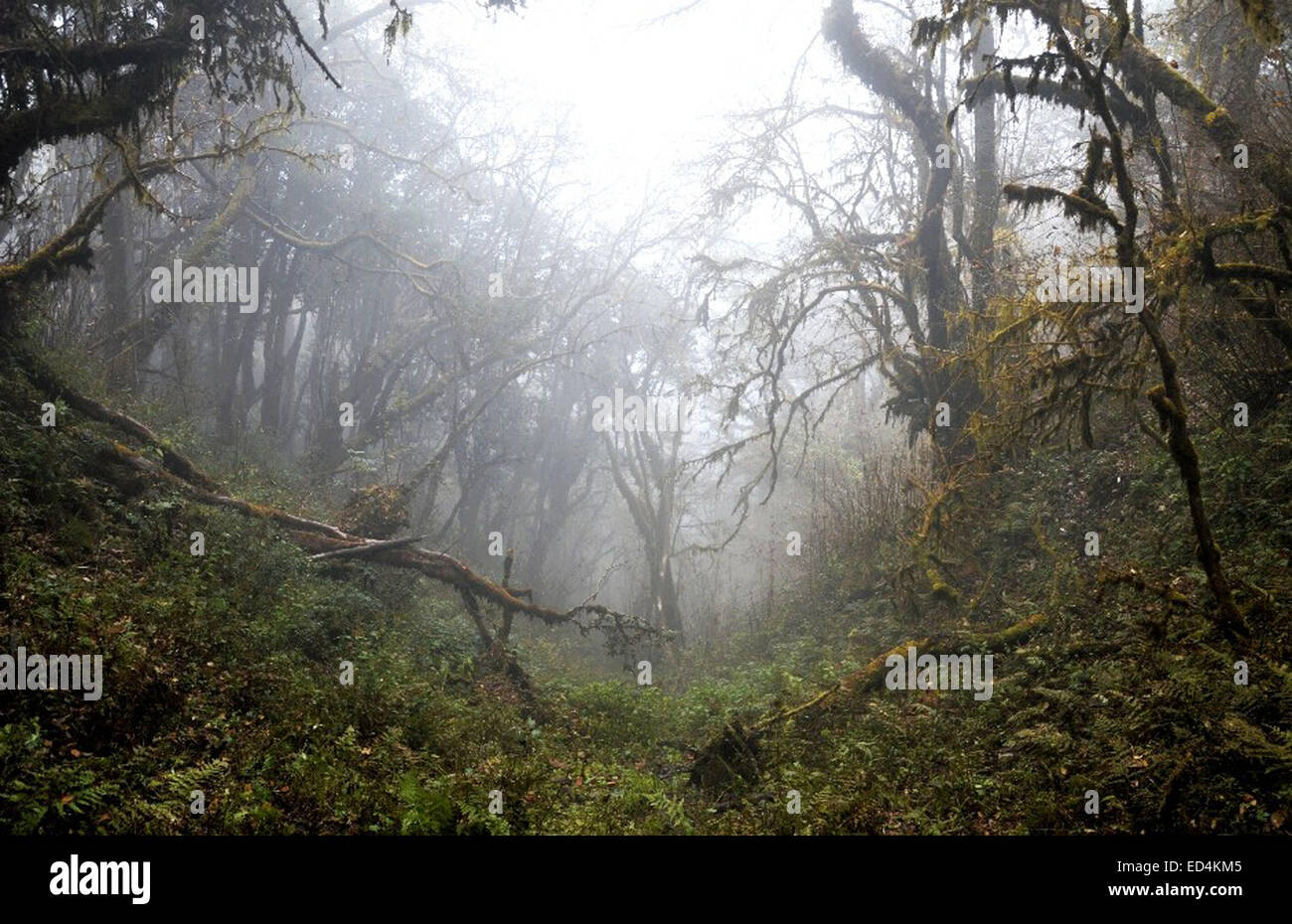 Forest - Bhutan Stock Photo - Alamy