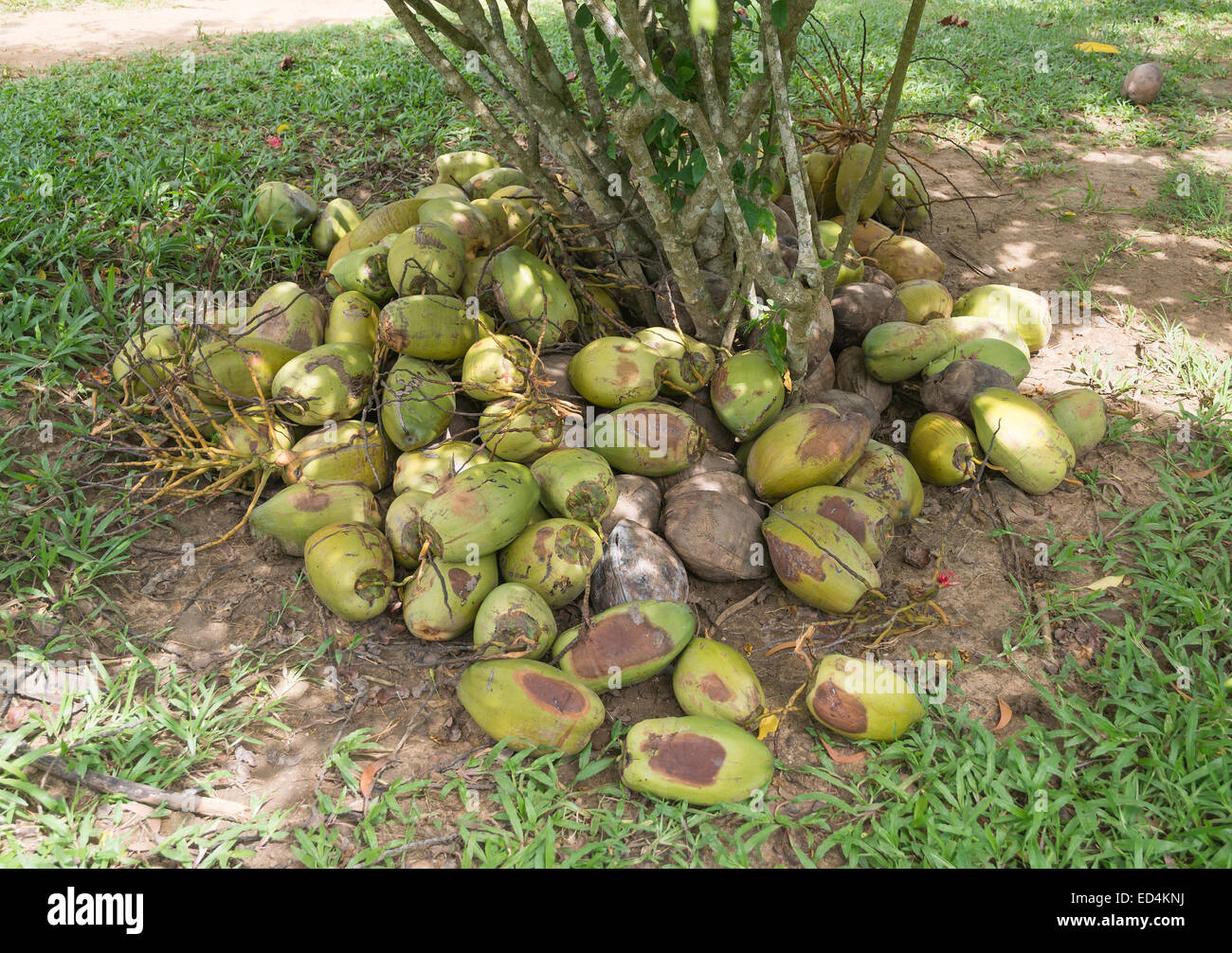 Collection of King coconut on the ground under a bush in a garden ...