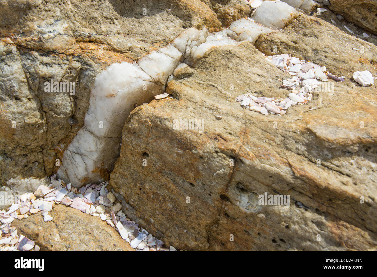 Calcite vein in yellow metamorphic rock and seashells closeup at Rocky ...