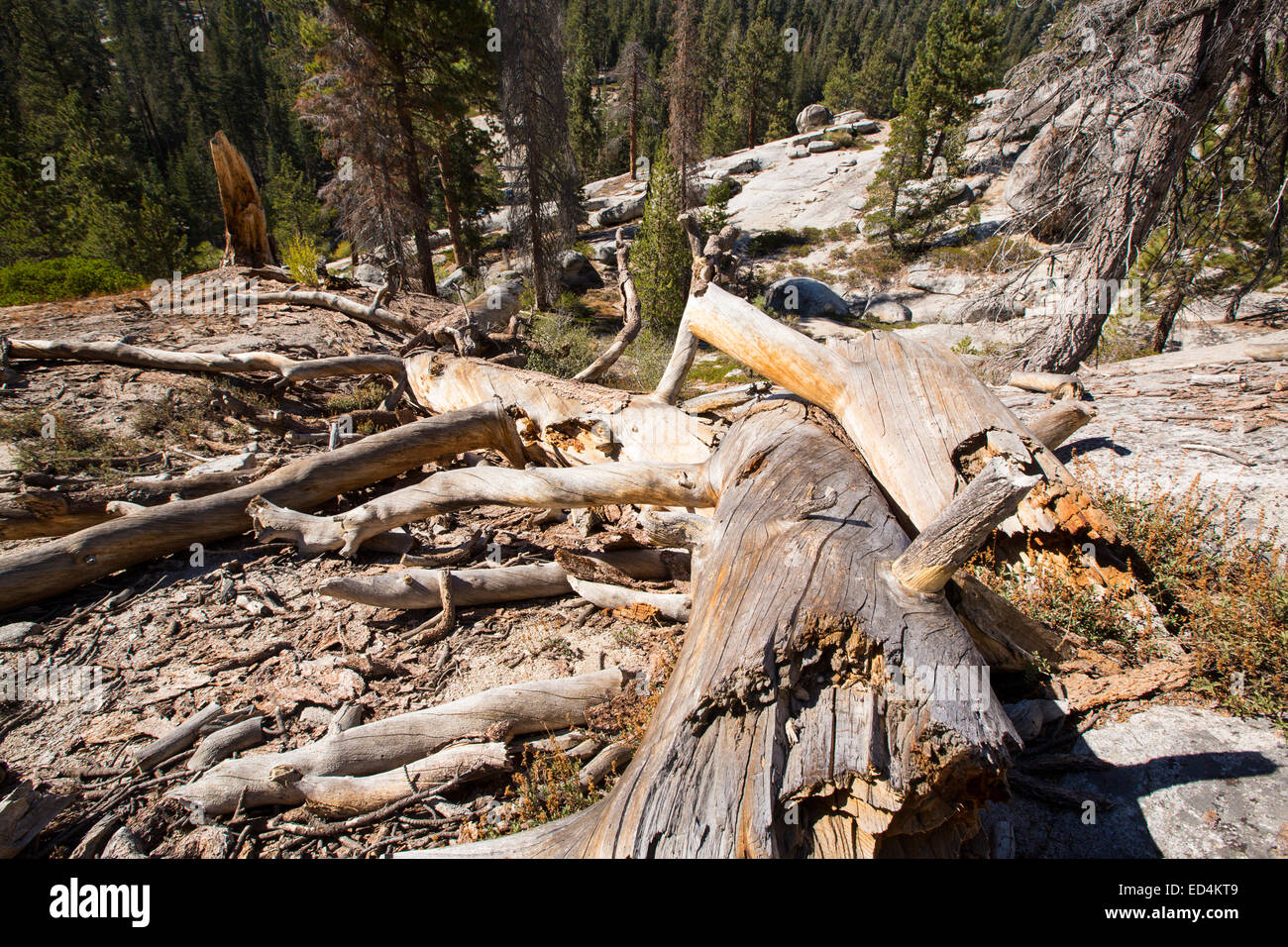 Dead giant sequoia hi-res stock photography and images - Alamy