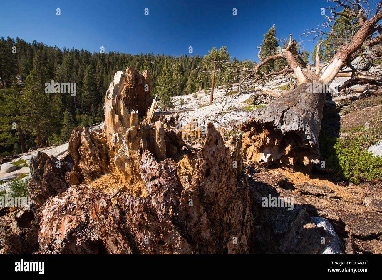 Dead redwood tree hi-res stock photography and images - Alamy