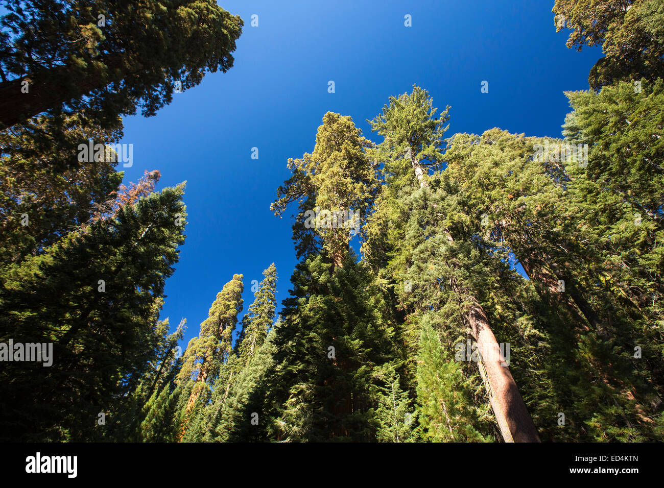 Giant Redwood, or Sequoia, Sequoiadendron giganteum, in Sequoia ...