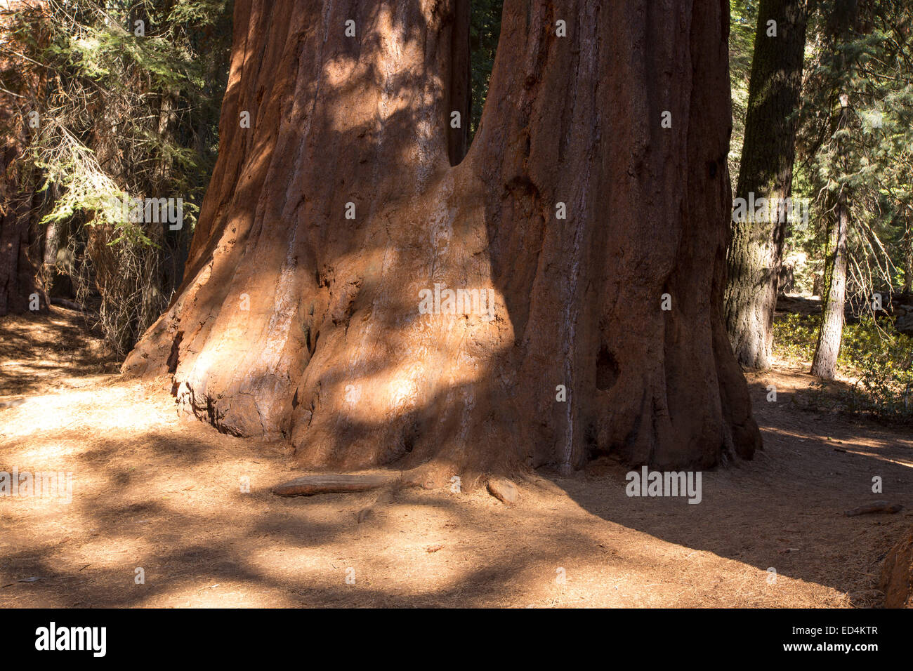 Giant Redwood, or Sequoia, Sequoiadendron giganteum, in Sequoia ...