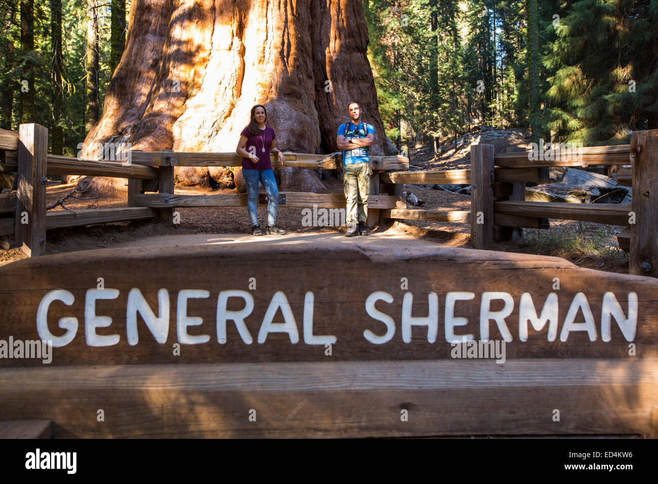 The General Sherman tree a Giant Redwood, or Sequoia, Sequoiadendron ...