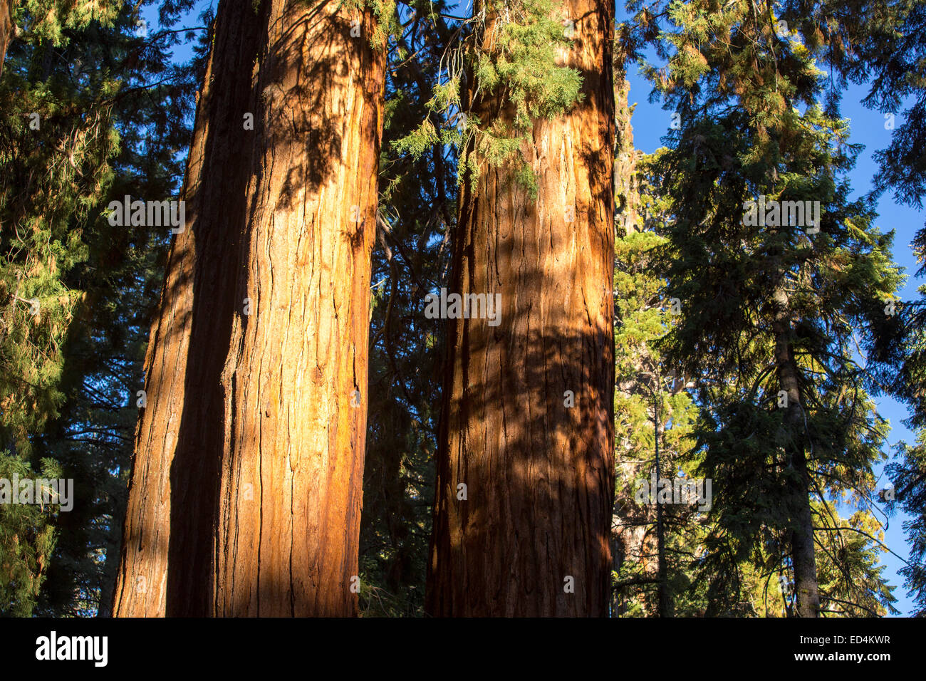 Giant Redwood, or Sequoia, Sequoiadendron giganteum, in Sequoia ...