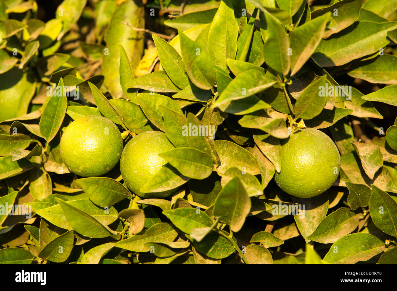 Unripe Oranges near Bakersfield, California, USA. Following an ...