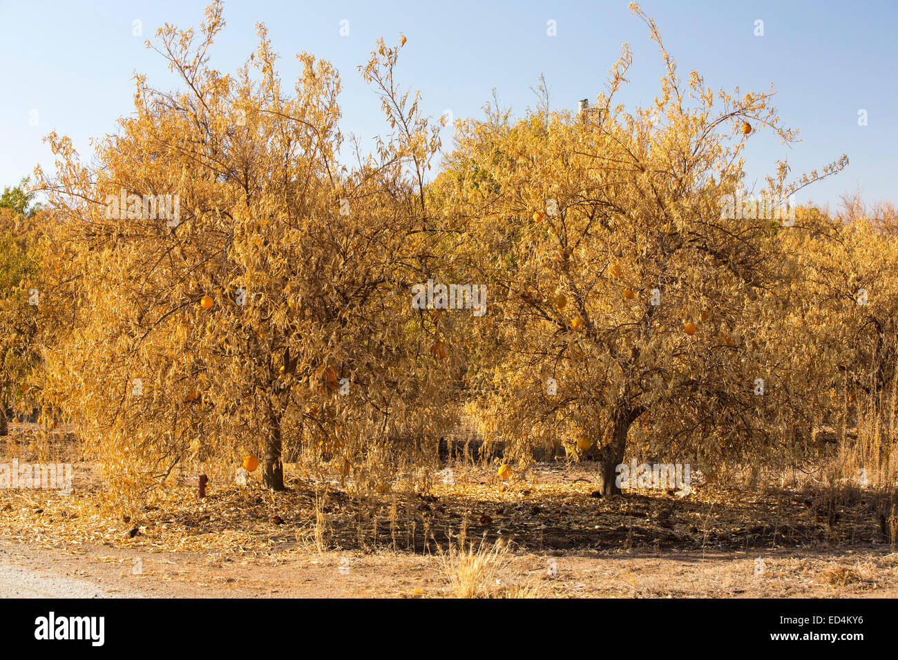 Drought dying tree central america hi-res stock photography and images ...