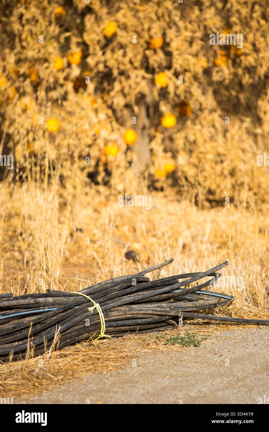 Dying Orange trees that no longer have water to irrigate them near ...