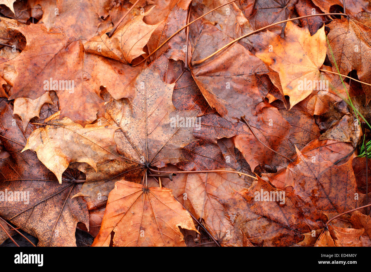 Brown maple leaves hi-res stock photography and images - Alamy