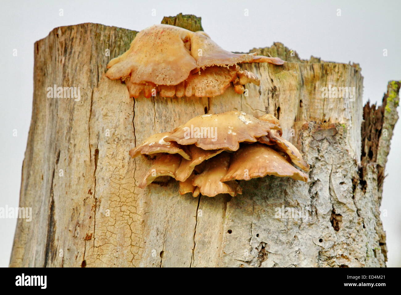 Wooden log brown Stock Photo - Alamy