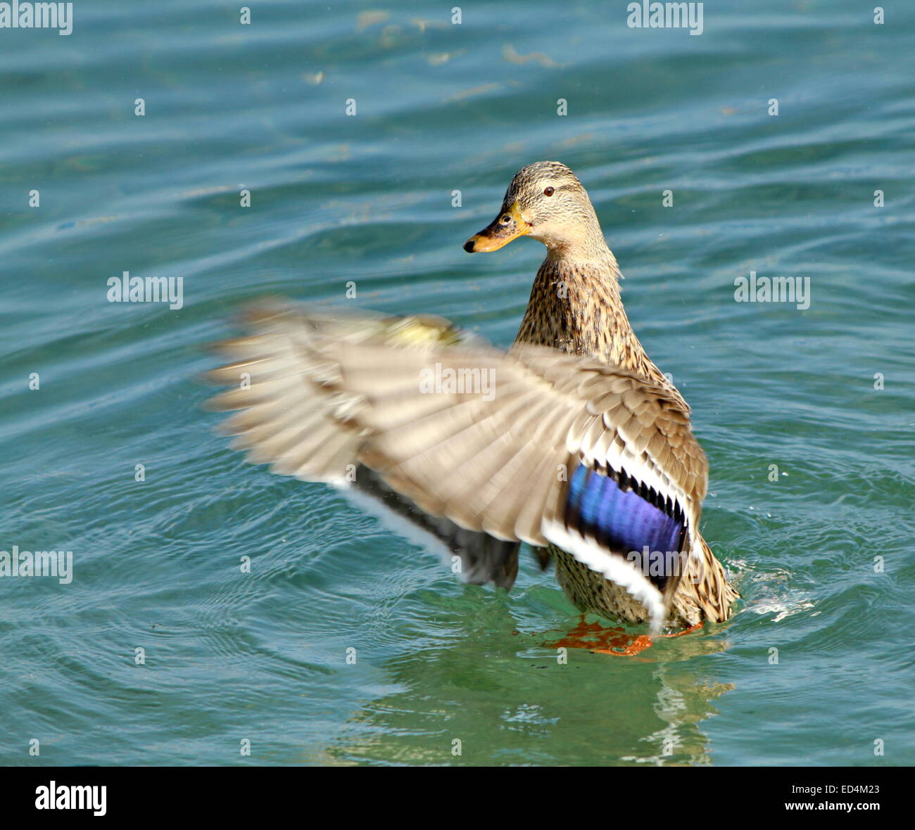 canard colvert-mallard duck Stock Photo - Alamy