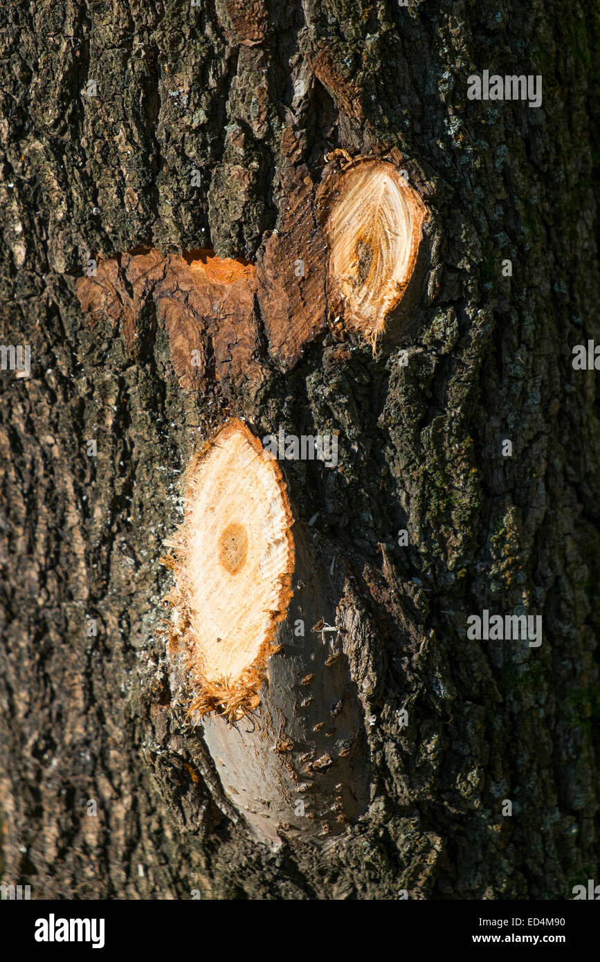 Cut branch hi-res stock photography and images - Alamy