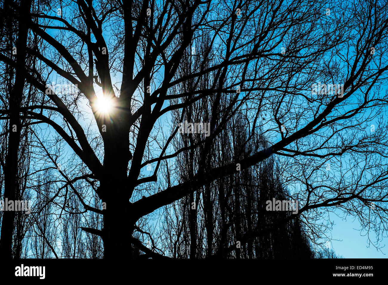 Light between tree hi-res stock photography and images - Alamy