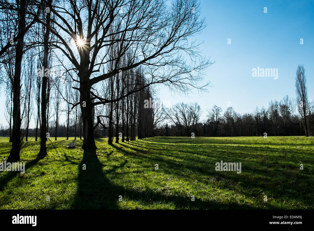 Light between tree hi-res stock photography and images - Alamy