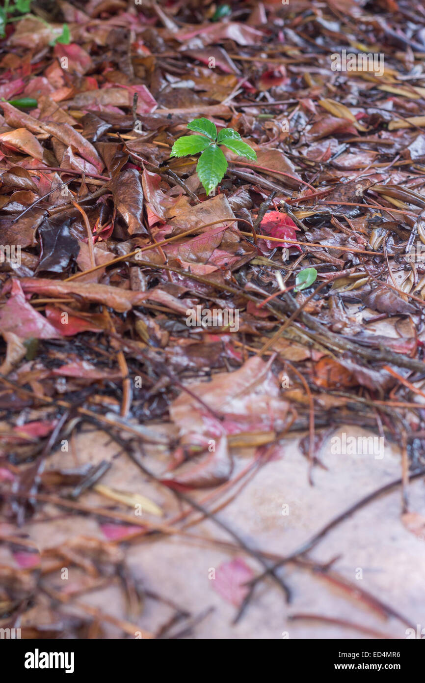 new leaf plant tree growing up garden autumn "fallen leaves" green red ...