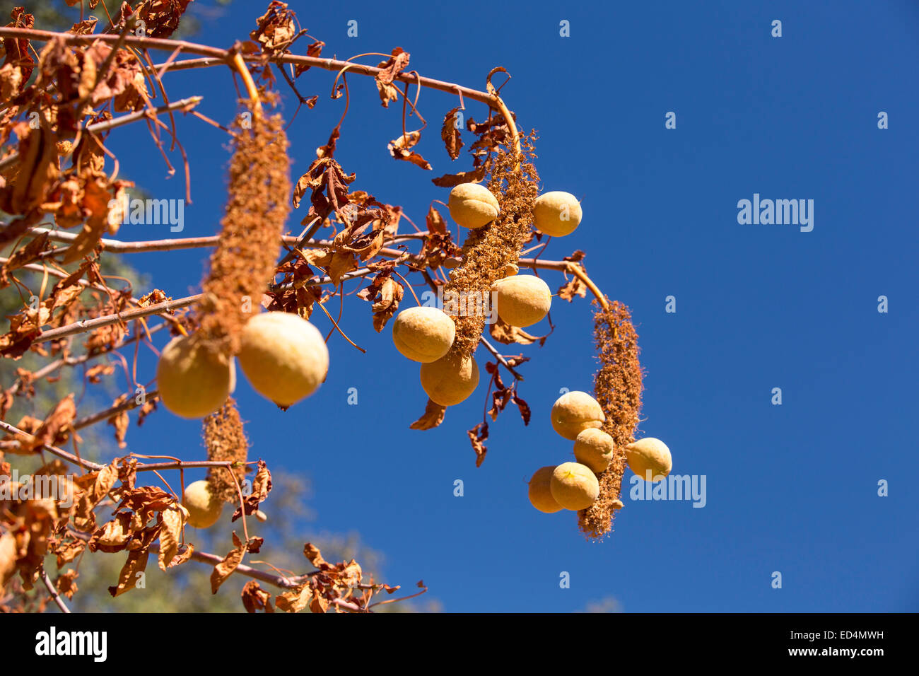 A shrivelled up shrub in the California drought Stock Photo - Alamy