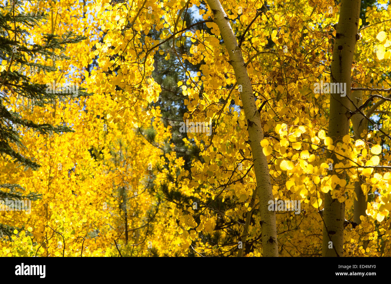 California quaking aspen hi-res stock photography and images - Alamy